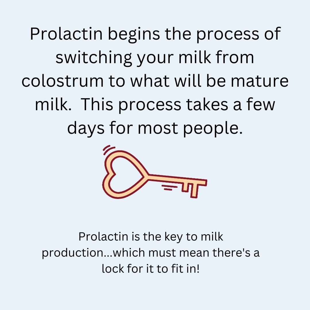 Prolactin: What is it and why is it important? – Linn Benton Lincoln ...